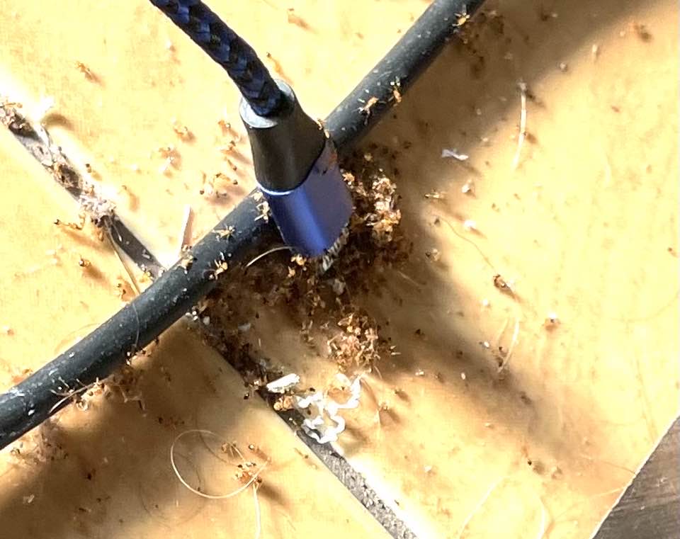 Why are ants attracted to my iPhone charger? : r/ants
